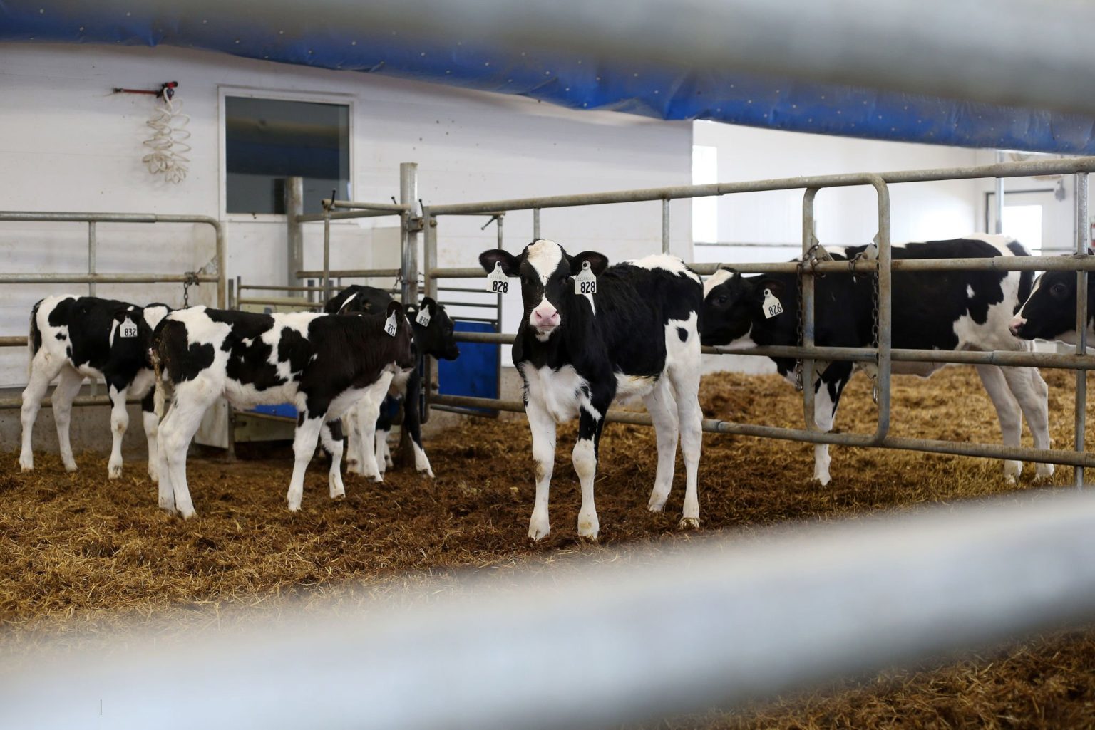 3 out of 4 dairies bred beef-on-dairy. Now 800,000 heifers are missing ...