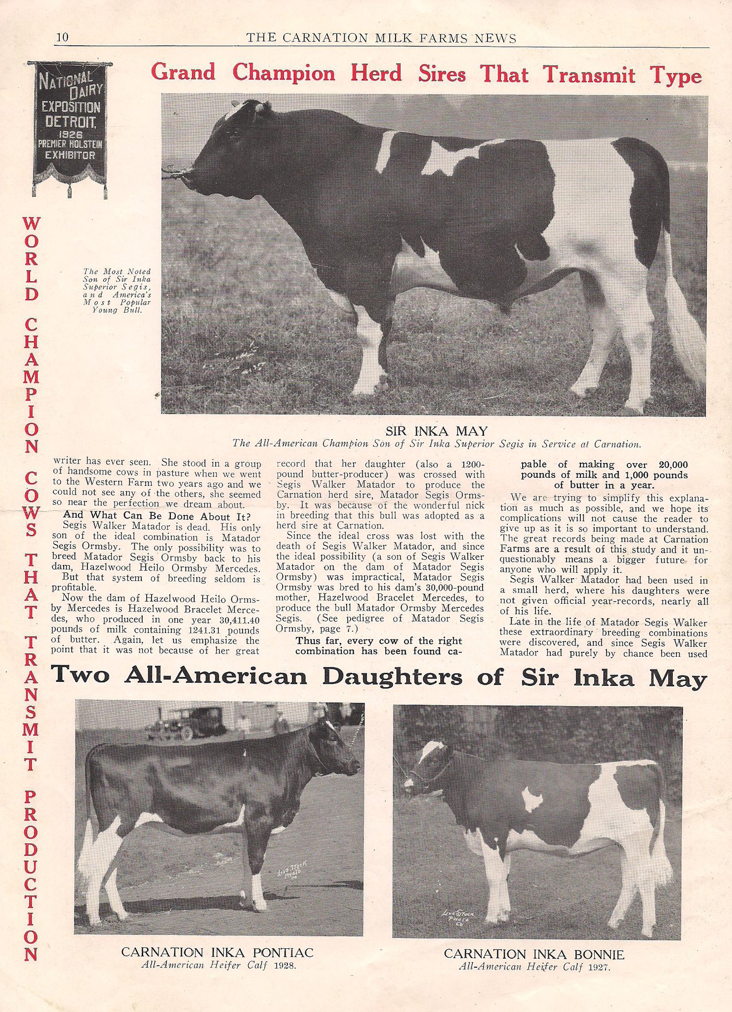 Act II – Carnation, Red Calves, and a Breed That Wasn’t Ready