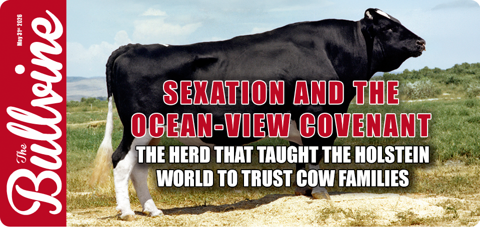 Ocean-View Sexation